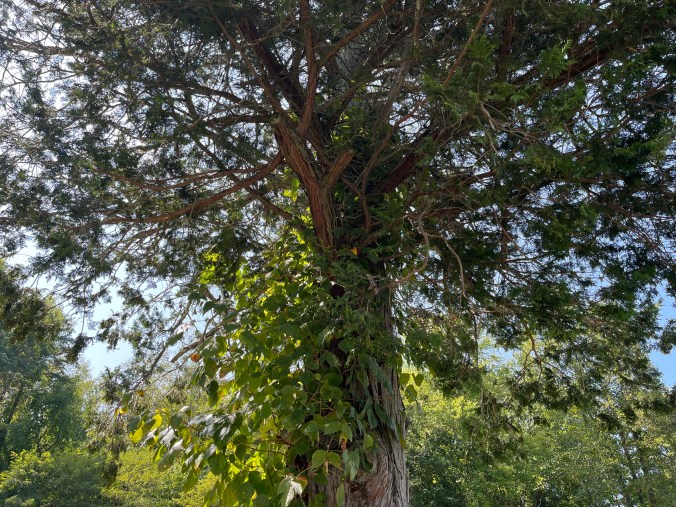 Paula Stone Williams | And So It Goes